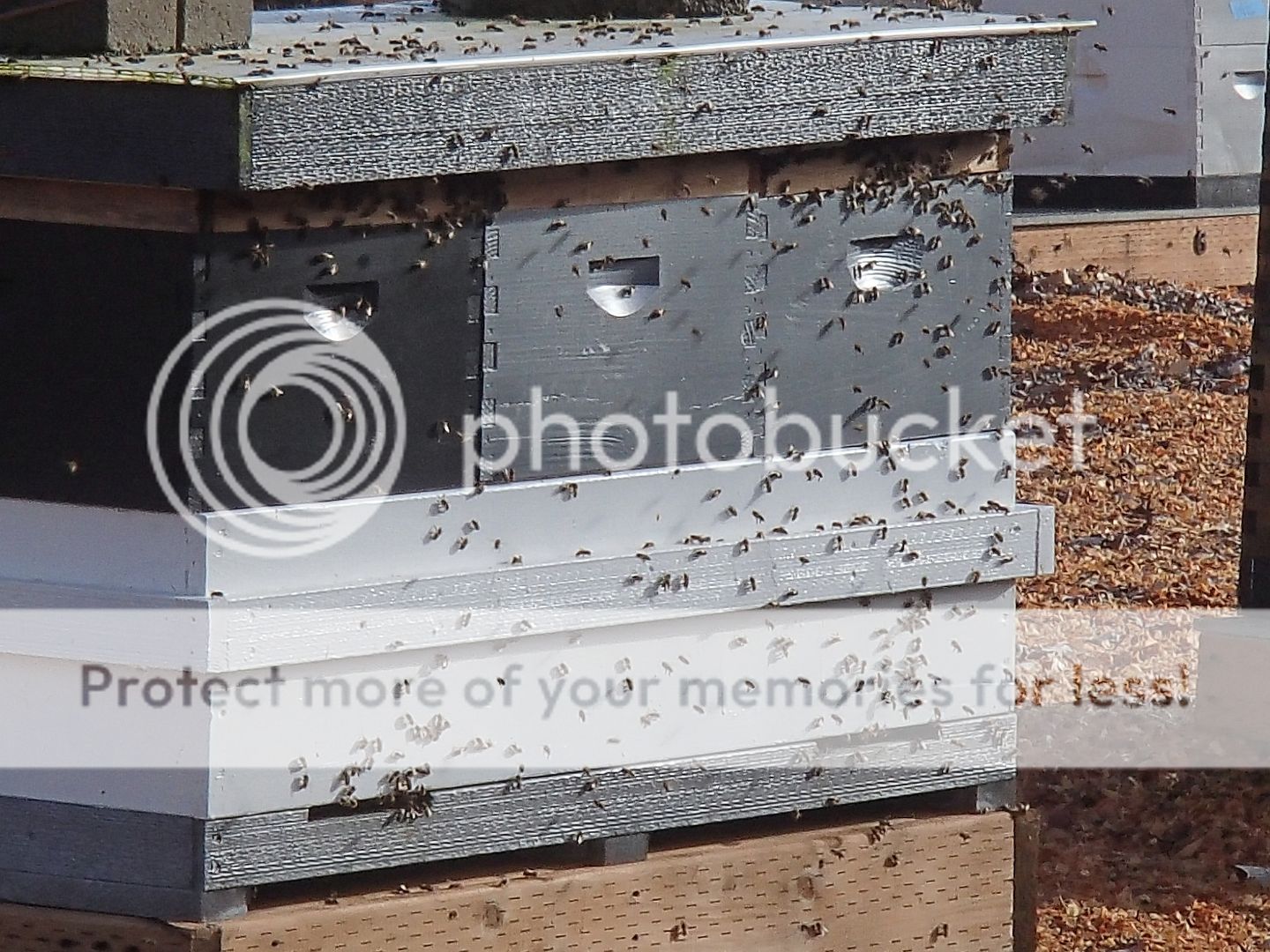 Long Langstroth hive design questions | Beesource Beekeeping Forums